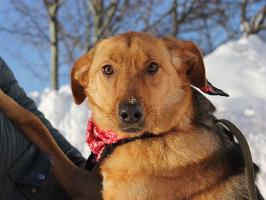 Рыжая красавица живёт в приюте