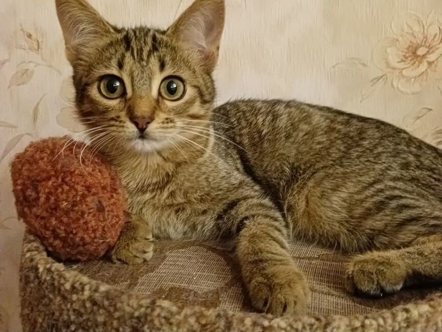 Маленькая тигровая котенок-девочка ищет дом