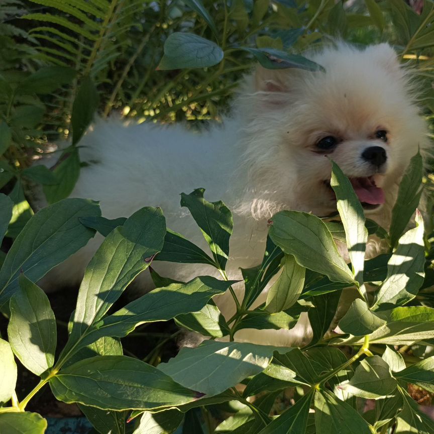 Померанский шпиц мини белый мальчик