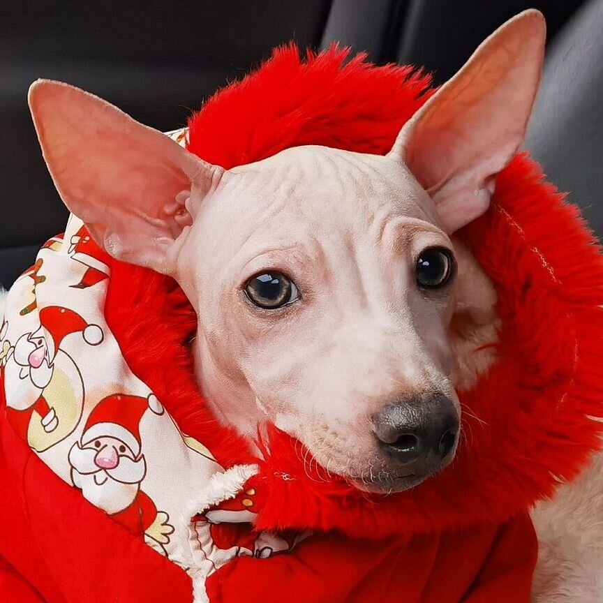 Американский голый терьер (агт щенок dog)