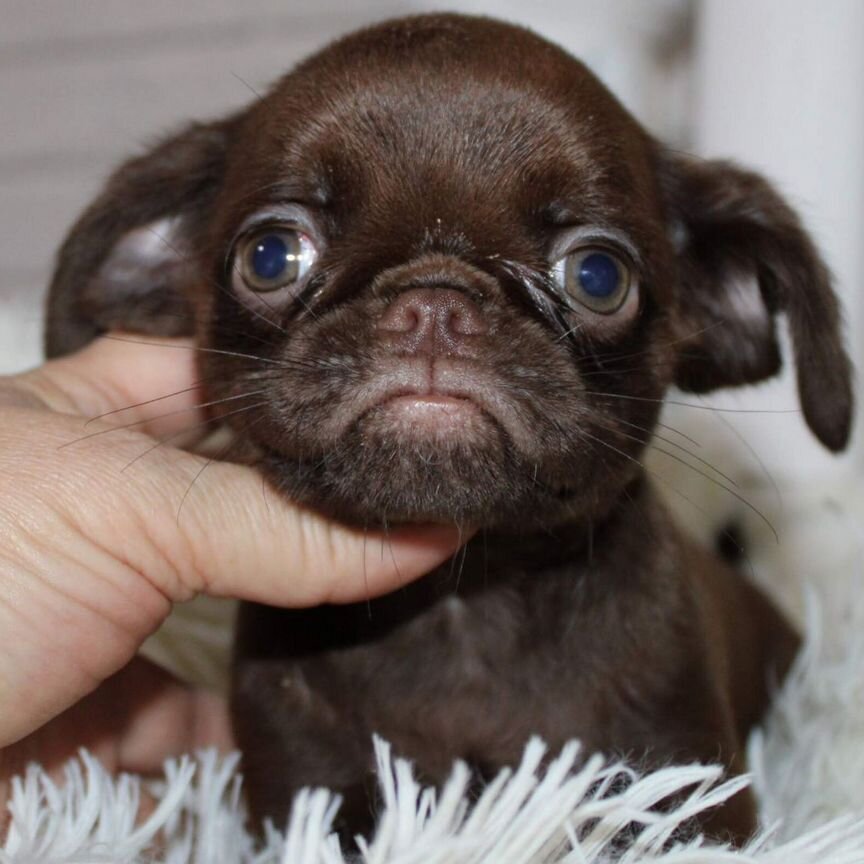 Пти-брабансон, щенок