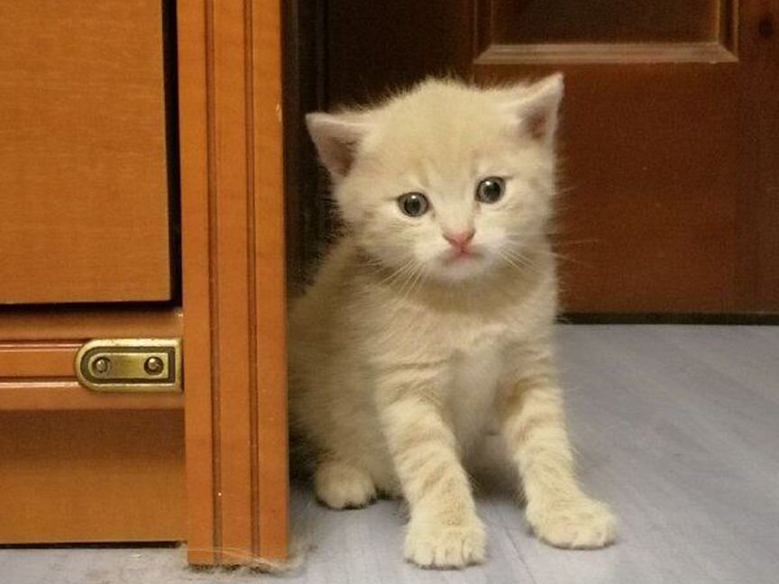 Персиковый котенок, 5 недель, девочка