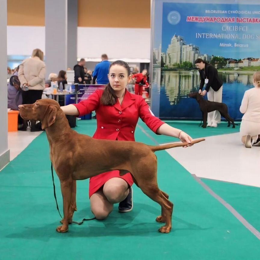 Венгерская выжла