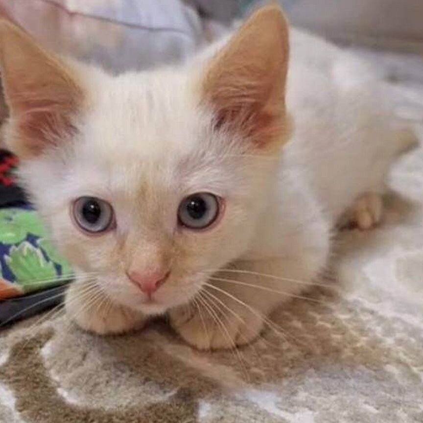 Тайский котёнок
