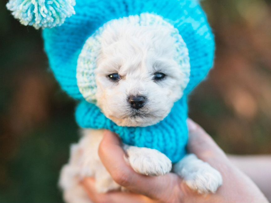 Плюшевые антидепрессанты Бишон фризе