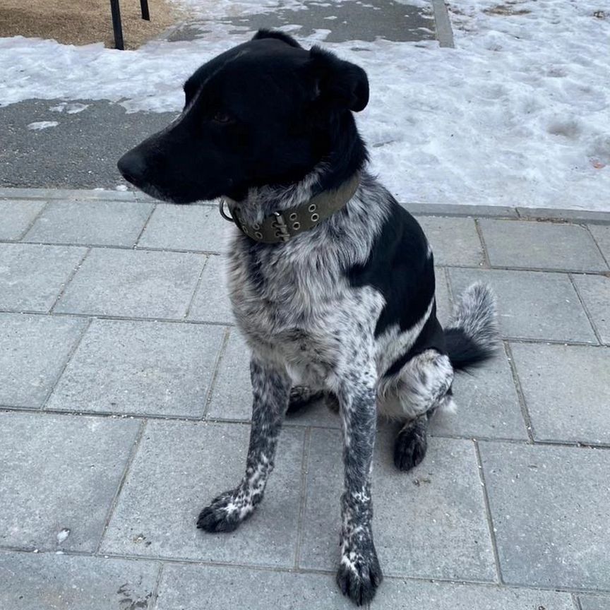 Собаку бросили на улице выживать