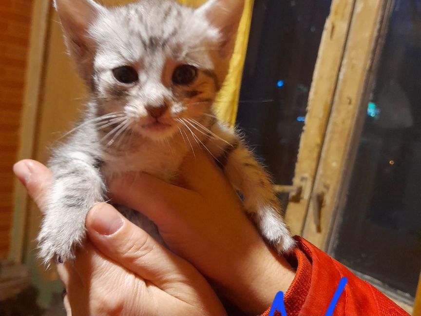 Котята для лучших мам и пап