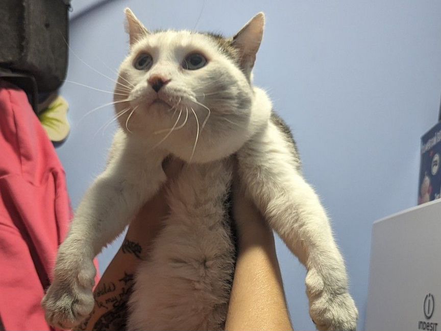 Кот Серж в хорошие руки