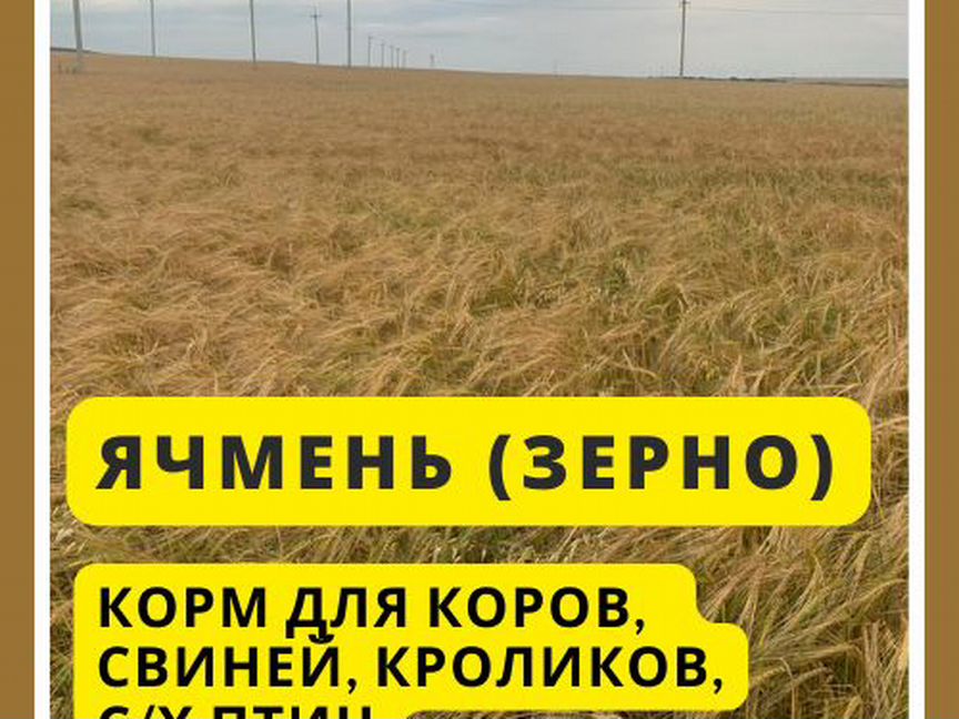 Продам ячмень зерно фуражное урожай 2023 г