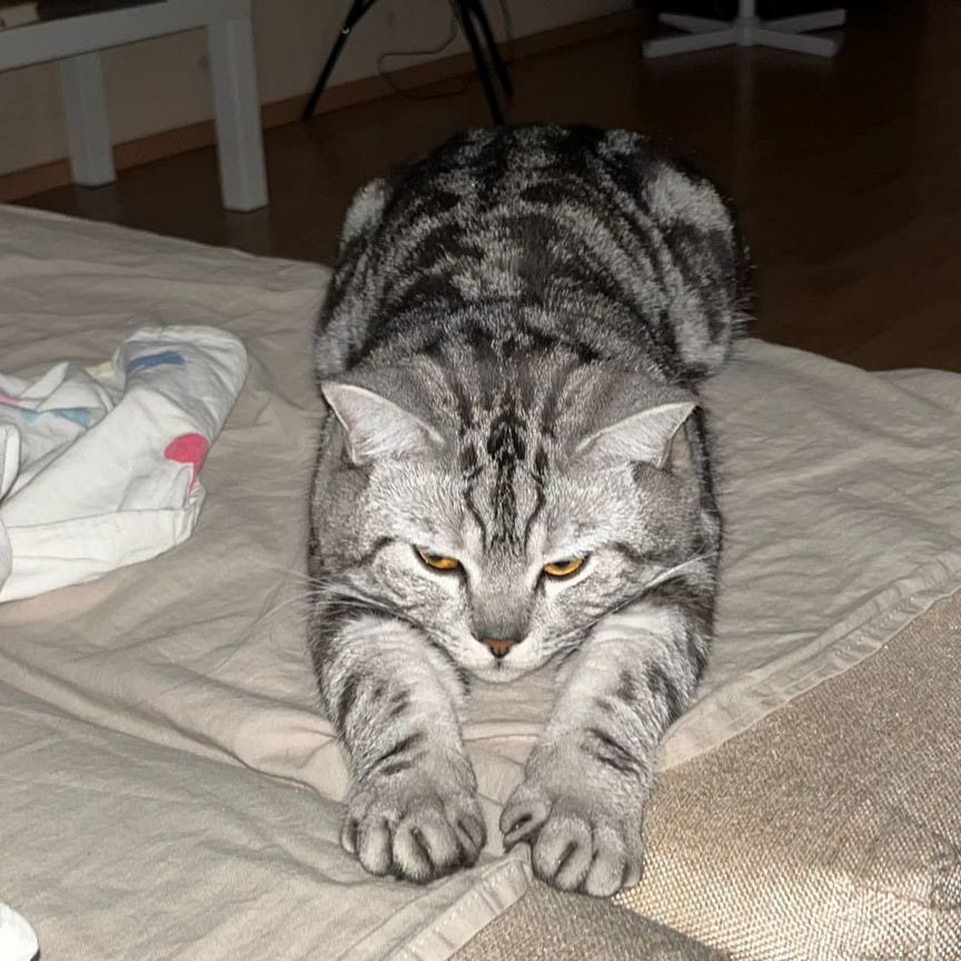 Британский котик в добрые руки