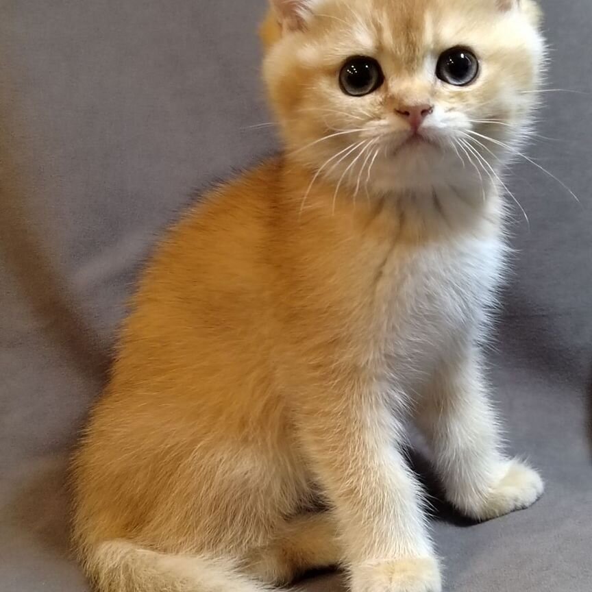 Золотой мальчик