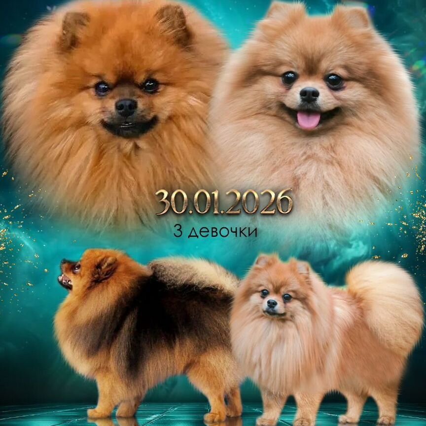 Немецкий шпиц, щенок