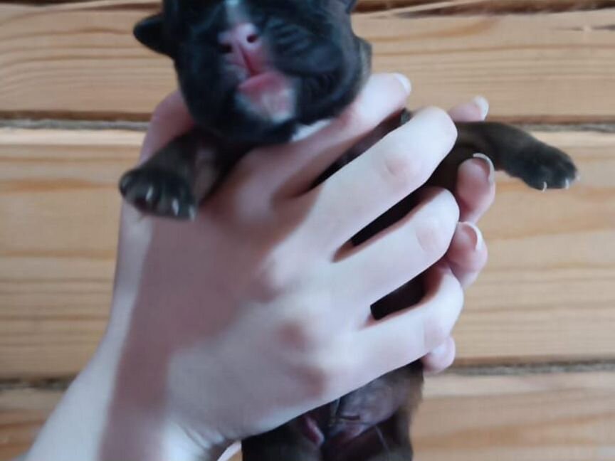 Боксер-это навсегда