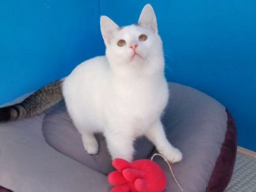 Кисонька в дар