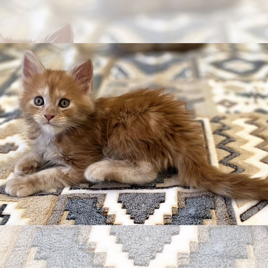 Мейн-кун котёнок