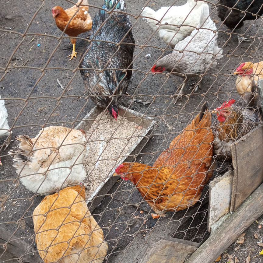 Куры петухи крупные большие