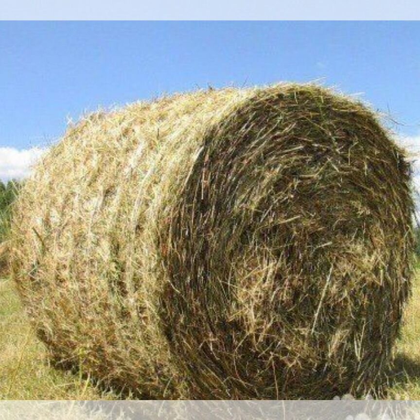 Продам сено в рулонах