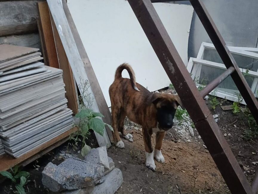 Отдам щенка в добрые руки