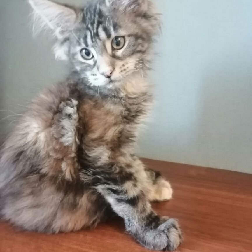 Котята кошечки мейн-кун чемпионские корни