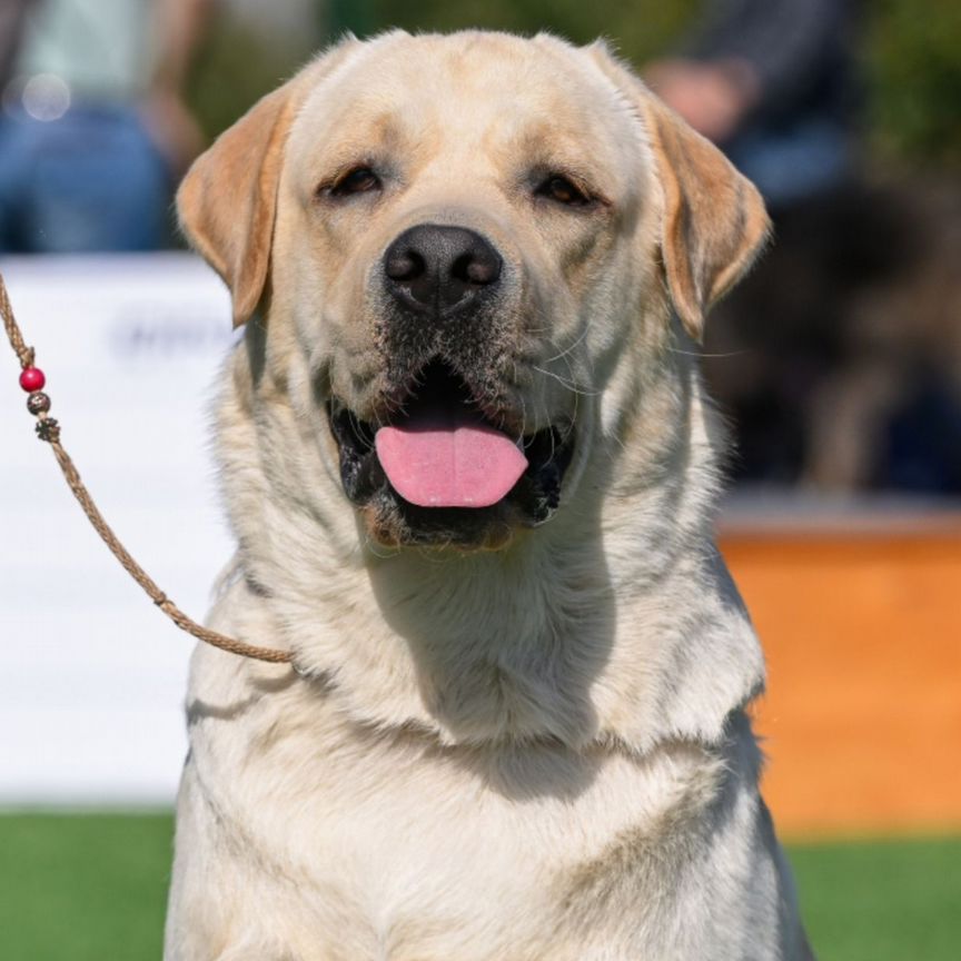 Лабрадор кобель продажа