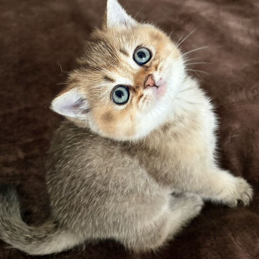 Шотландский прямоухий короткошёрстный котёнок