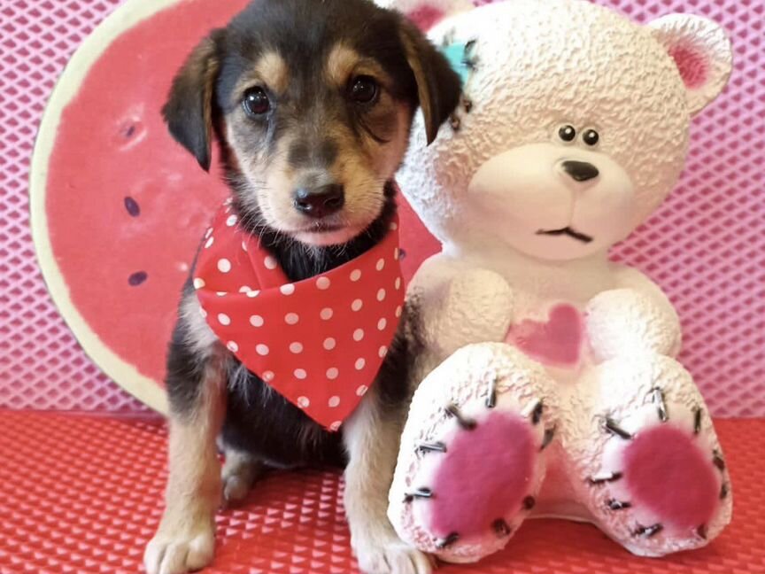 Щенок в добрые руки