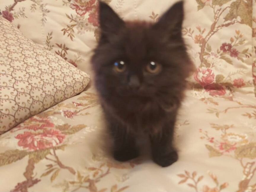 Котенок домовенок