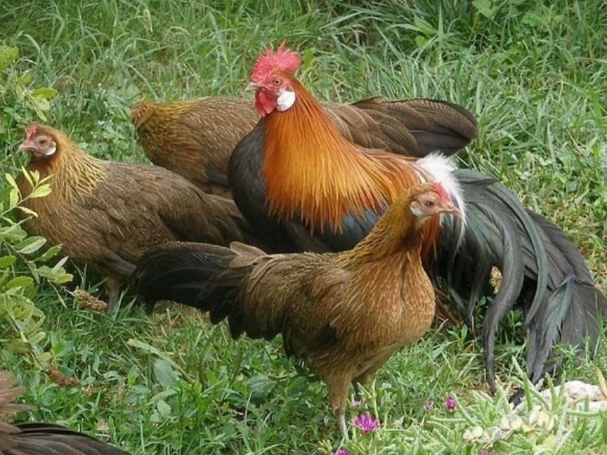 Ия декоративных куриц. Феникс, мильфлер