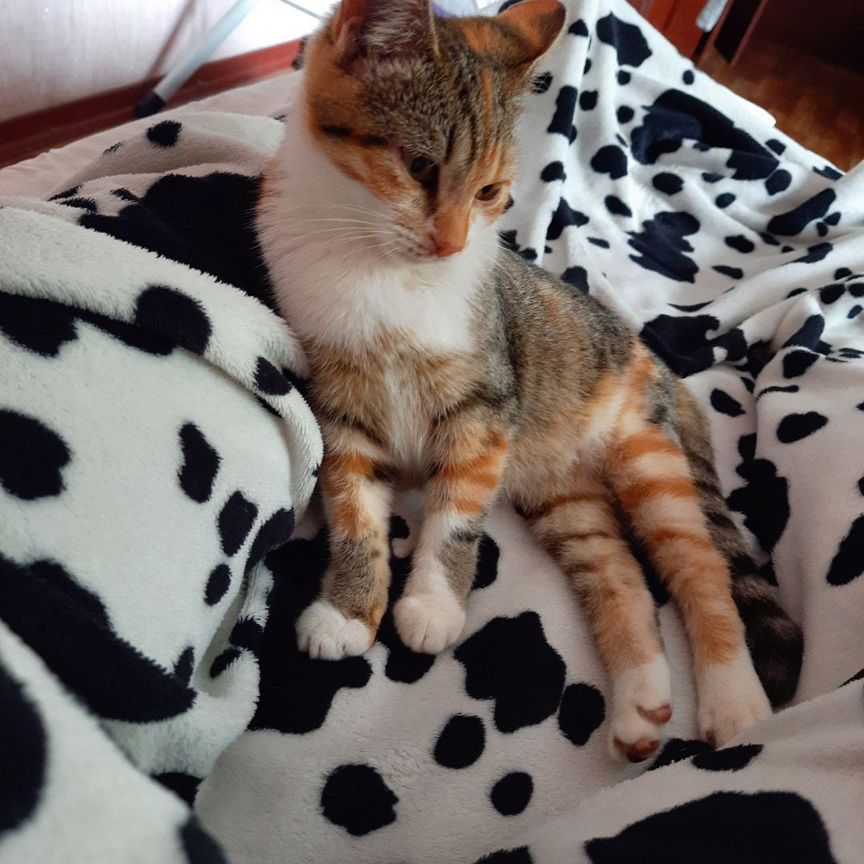 Котенок девочка трехцветная