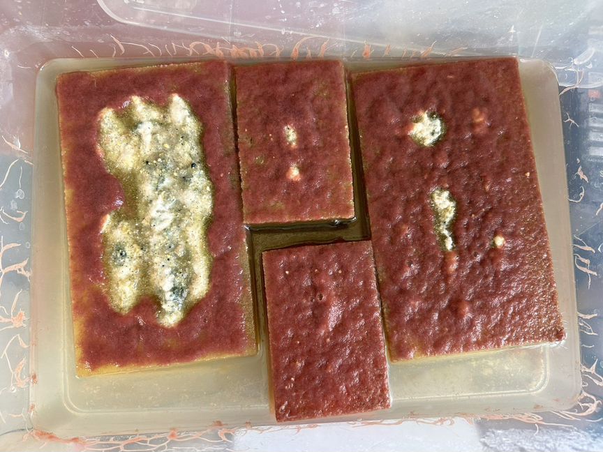 Аулофорус. Изя ( домашний трубочник)