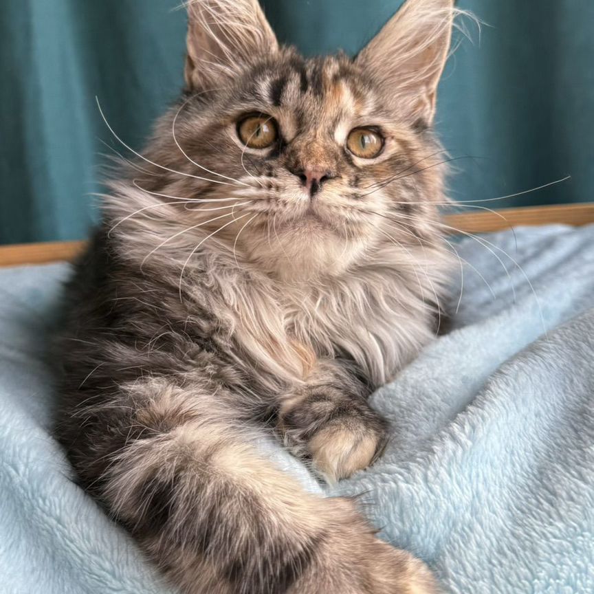 Котенок Мейн-кун, девочка