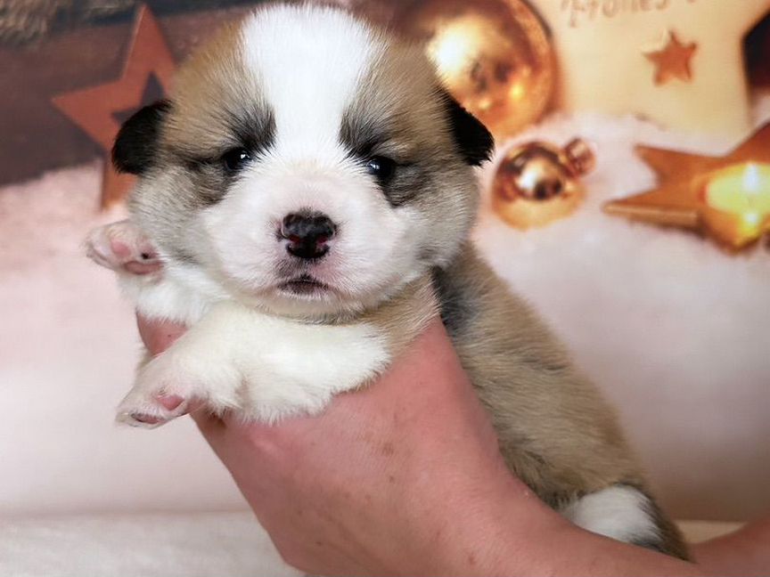 Щеночки корги. Резерв