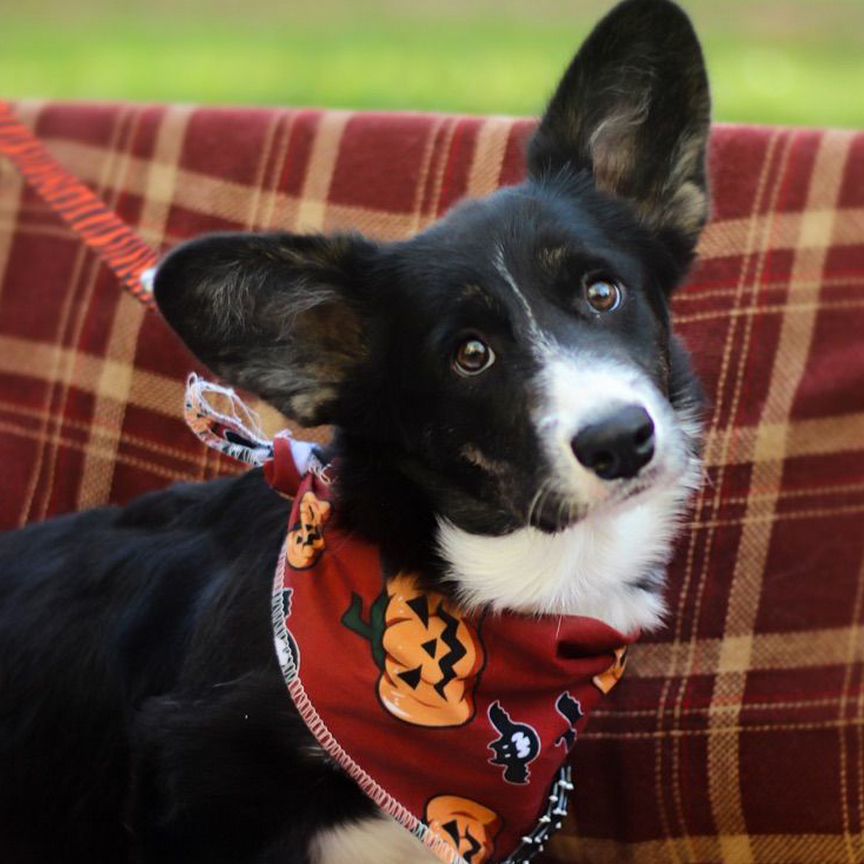 Щенок Вельш Корги Кардиган