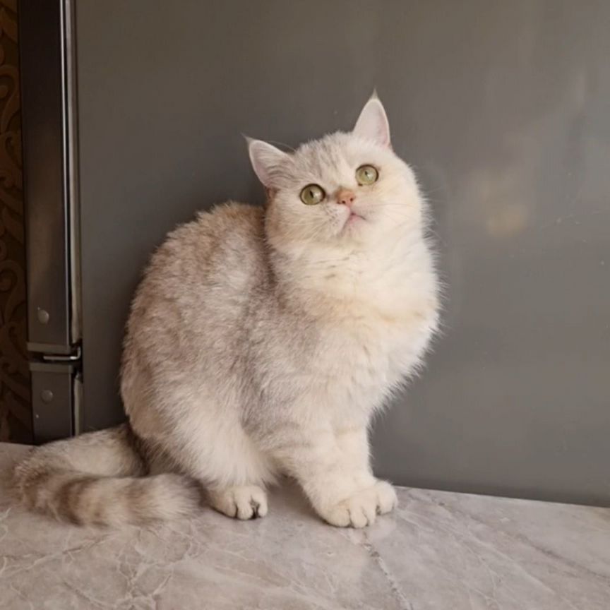 Девочка серебристая шиншилла