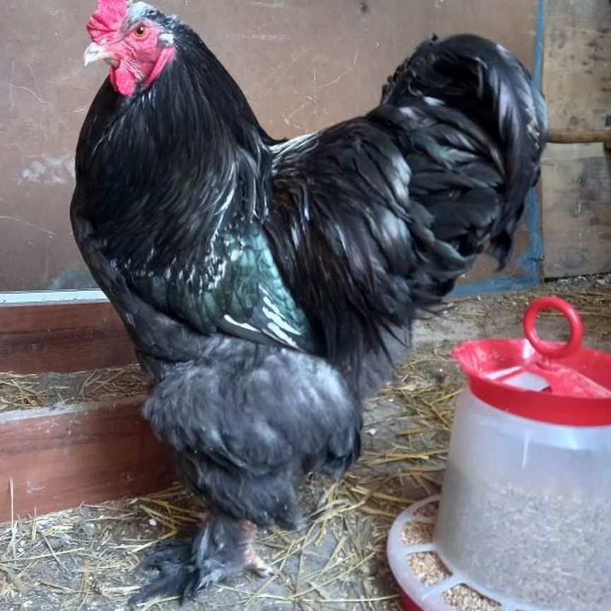 Петух брама