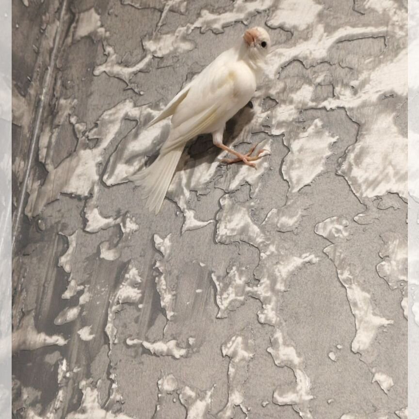 Канарейки белые