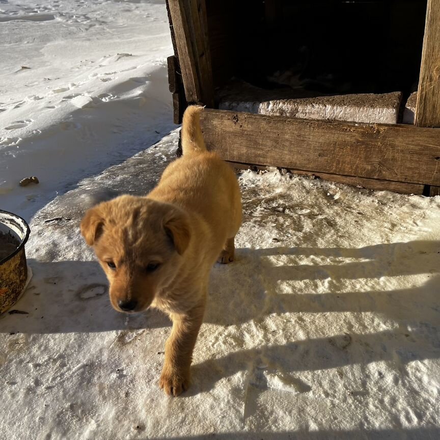 Щенок в добрые руки