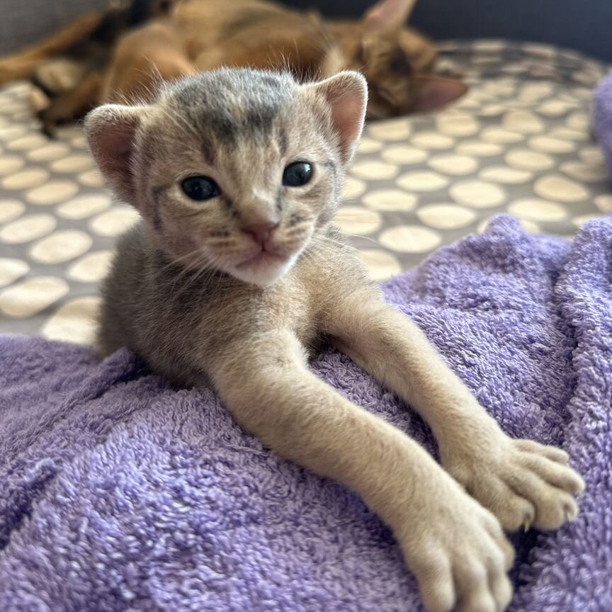 Абиссинский котёнок