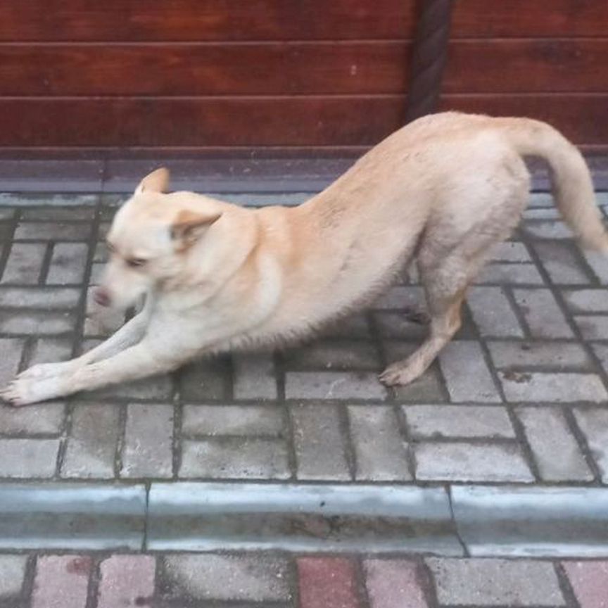 Сабачка, 2 года. Девочка