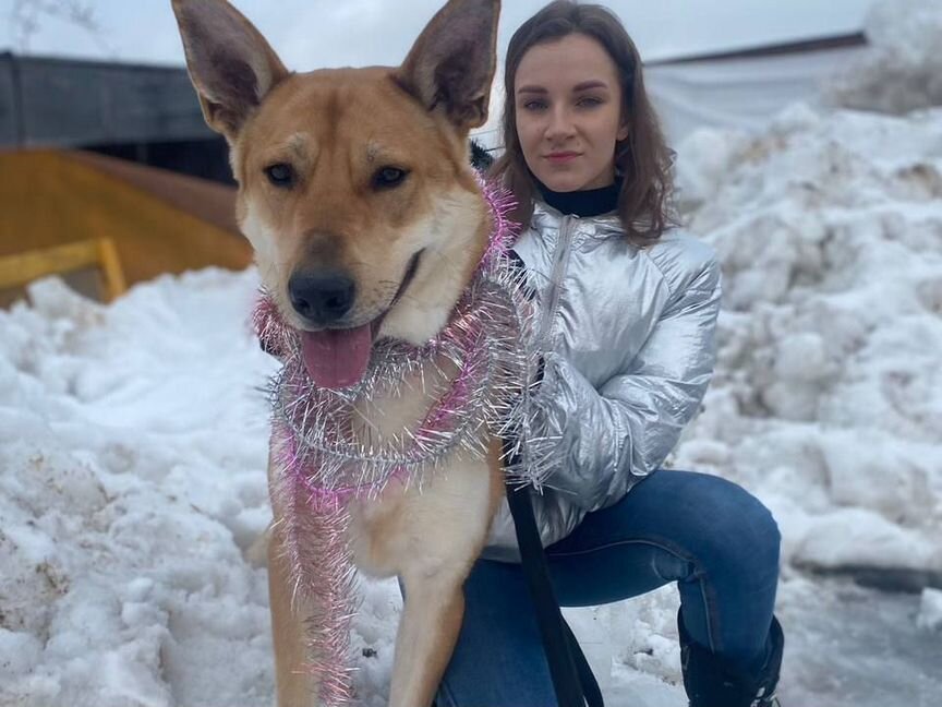 Шнапс, собака из приюта в добрые руки