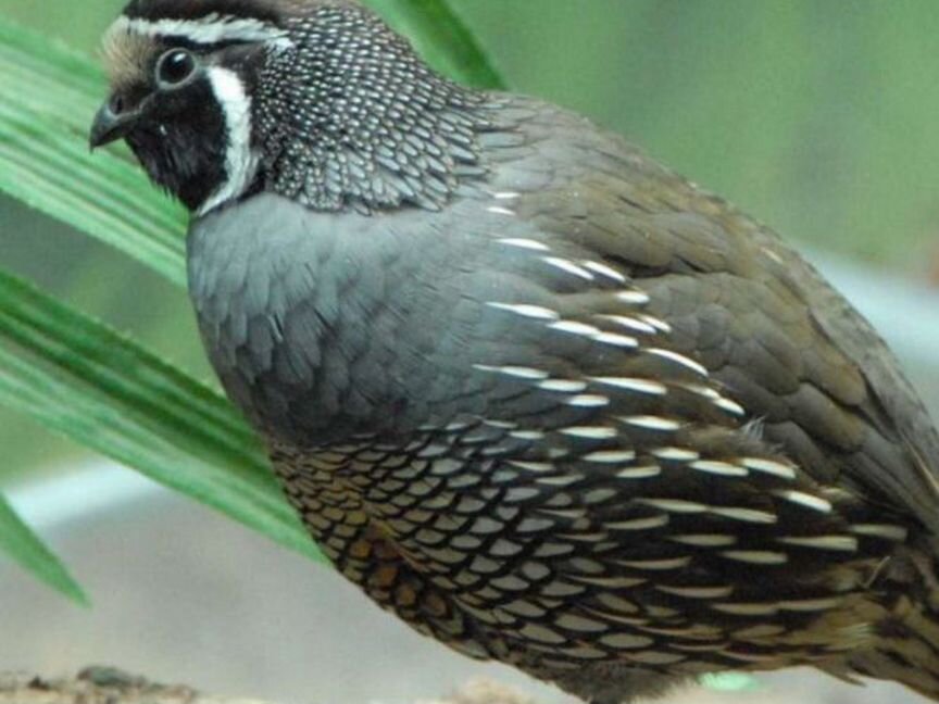 Калифорнийский перепел