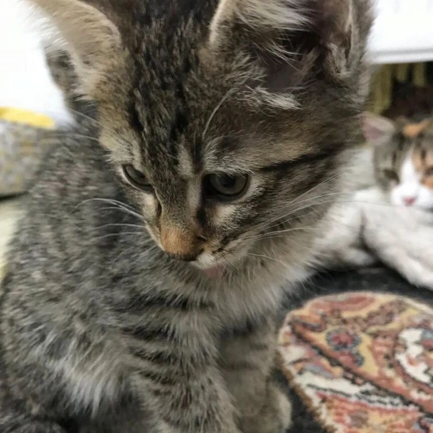 Полосатый котенок мальчик