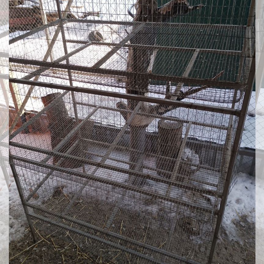 Клетки для перепелов