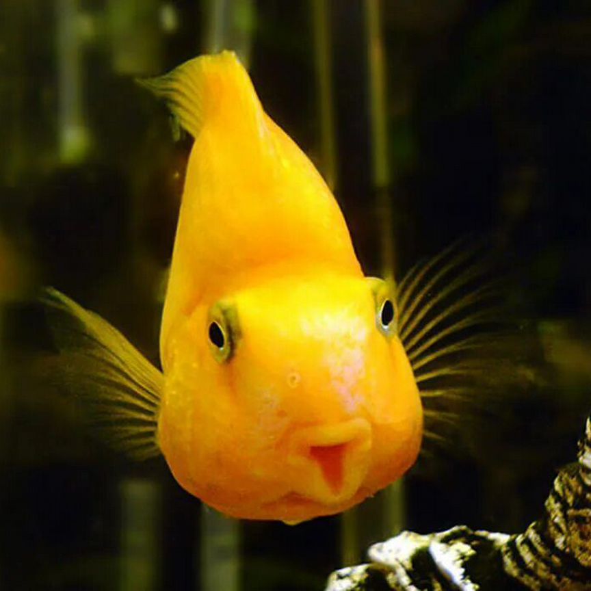 Рыба попугай желтый