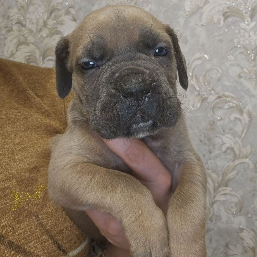 Щенки кане корсо форментино