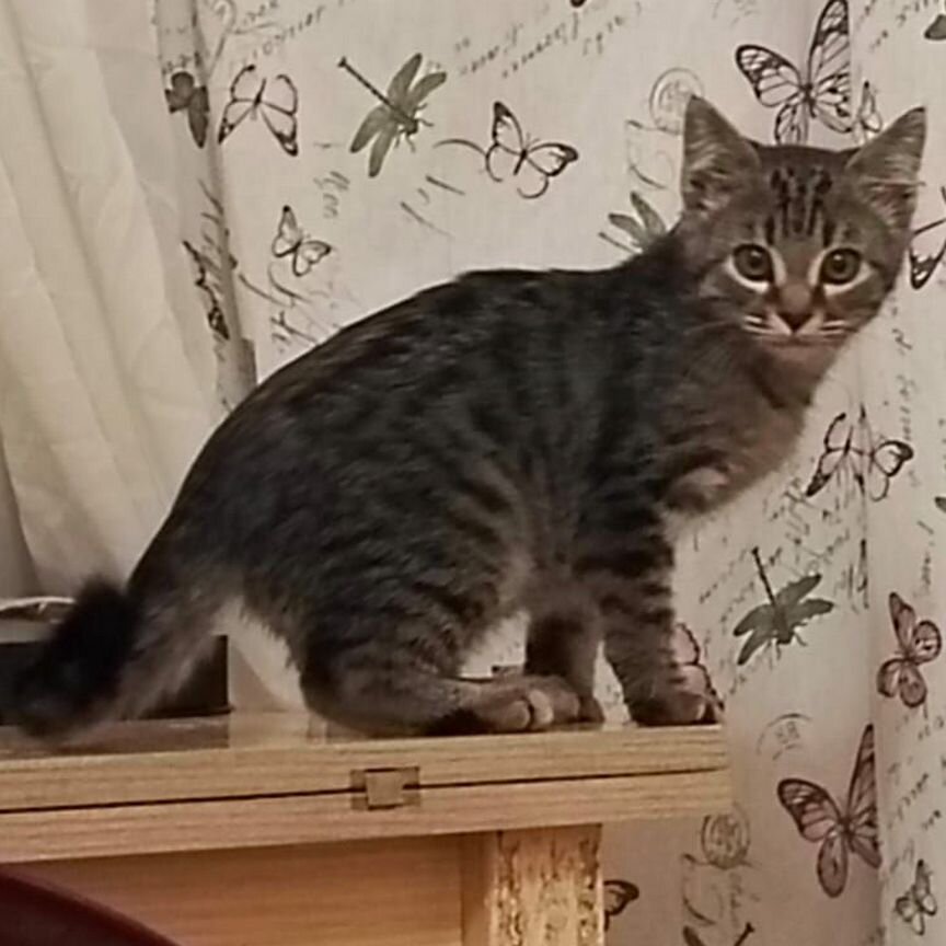 Котёнок от частного владельца