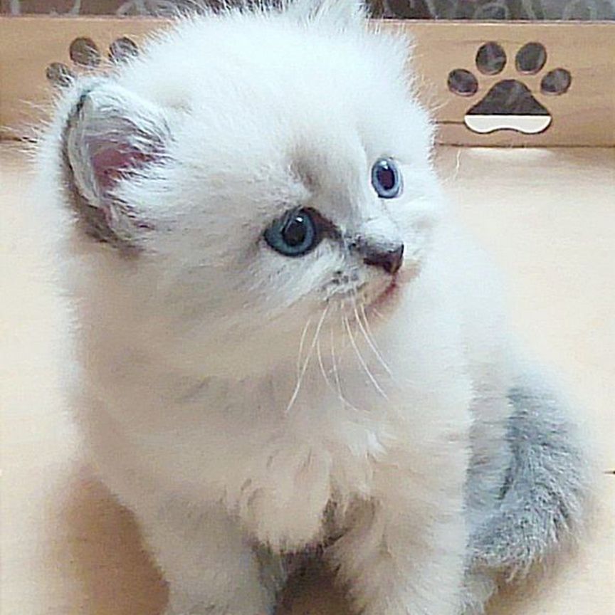 Невский маскарадный котик