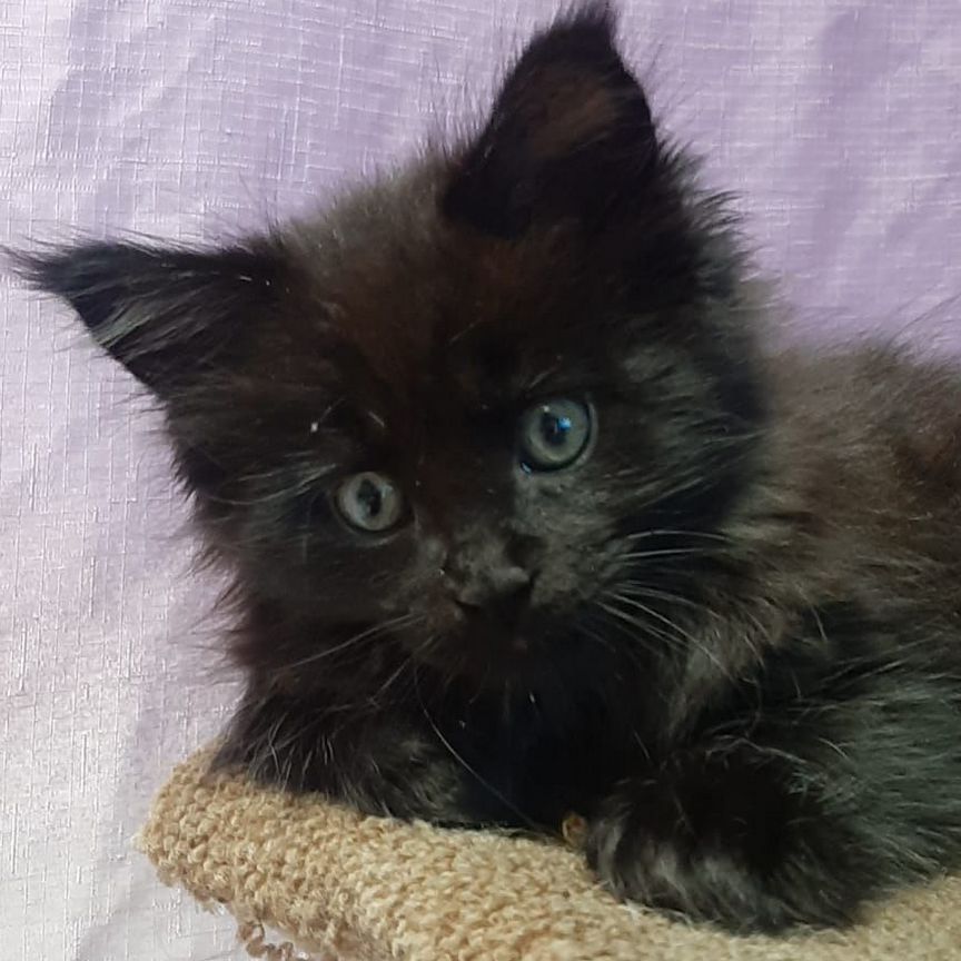 Мейн-кун котёнок