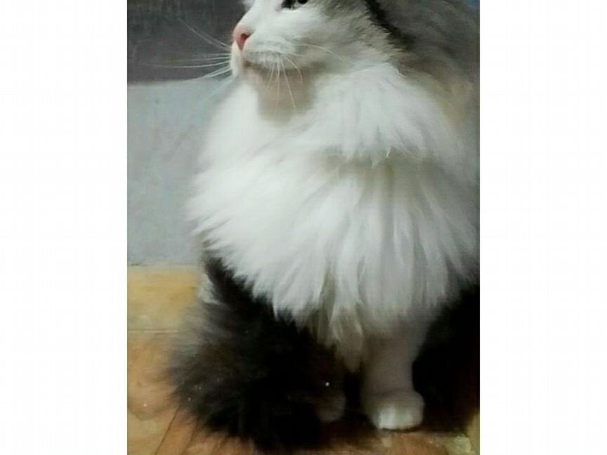 Котенок мальчик 6 месяцев пушистый