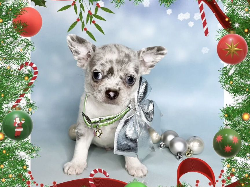 Братики чихуахуа. Окрас Мерль